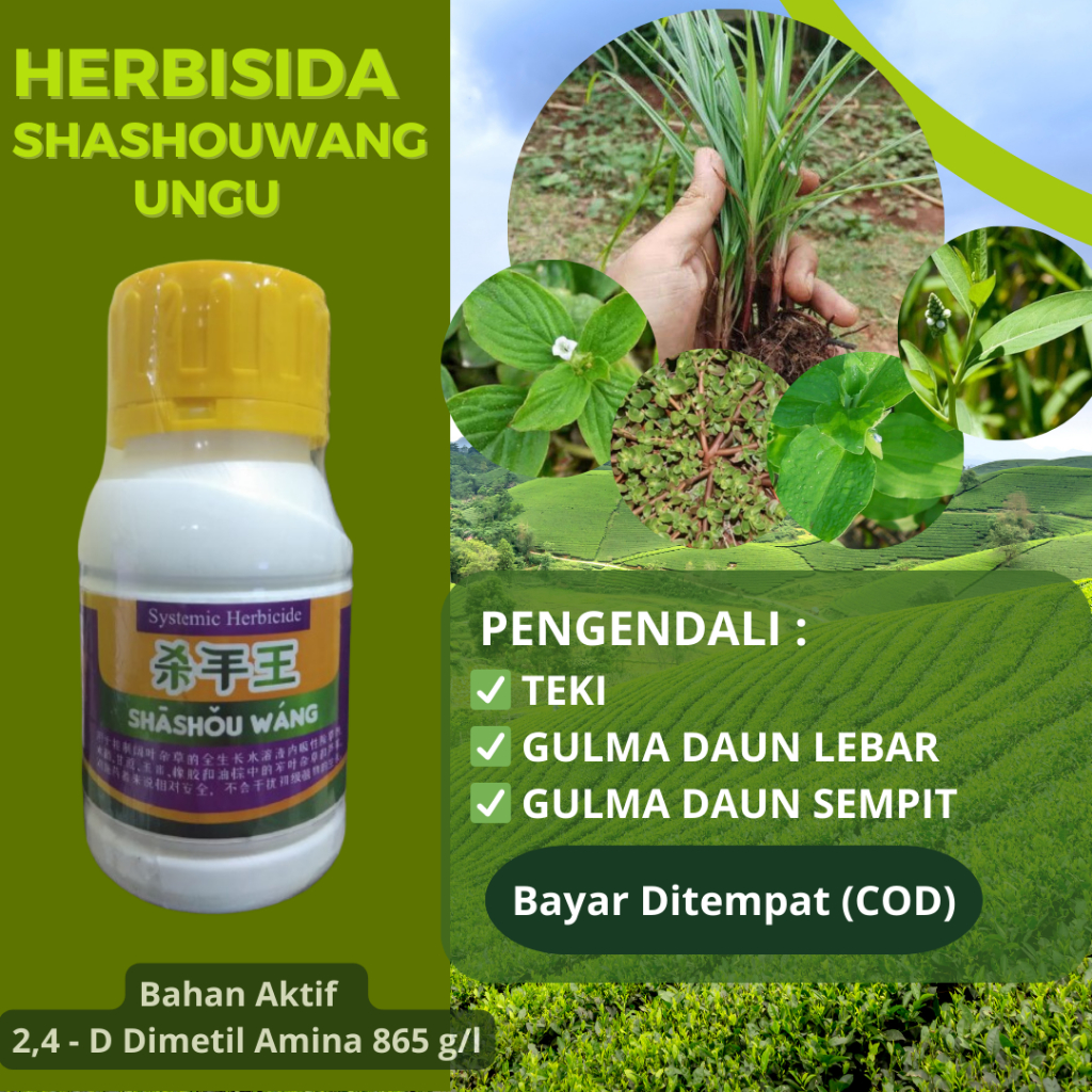 Jual Shashouwang Ungu Herbisida Sistemik Selektif Pembasmi Rumput Liar ...