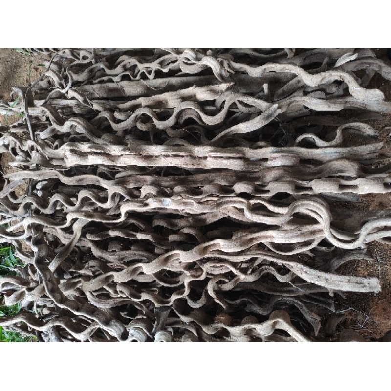 Jual AKAR KAYU TRINIL PANJANG 30/40CM HIASAN AQUASCAPE | Shopee Indonesia
