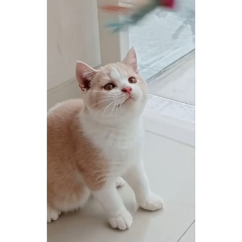 Jual Dp BSH bicolor cream | Shopee Indonesia