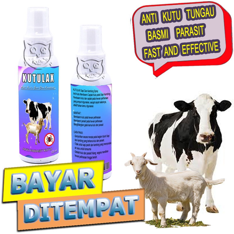 Jual Kutulax Spray Obat Anti Kutu Sapi Kerbau Domba Basmi Parasit ...
