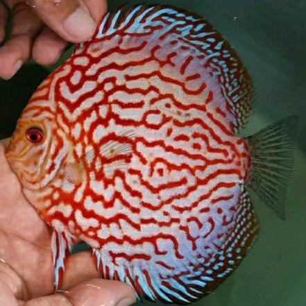 Jual Ikan Discus Red Eagle 4,25" Female | Shopee Indonesia
