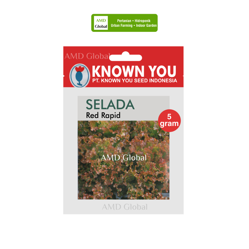 Jual Benih Selada Keriting Red Rapid Semburat Hijau Merah Known You Seed Isi 5 Gram | Shopee ...