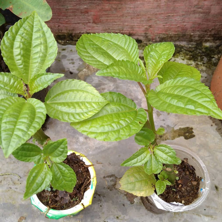 Jual bibit tanaman pohpohan lalapan segar khas sunda | Shopee Indonesia