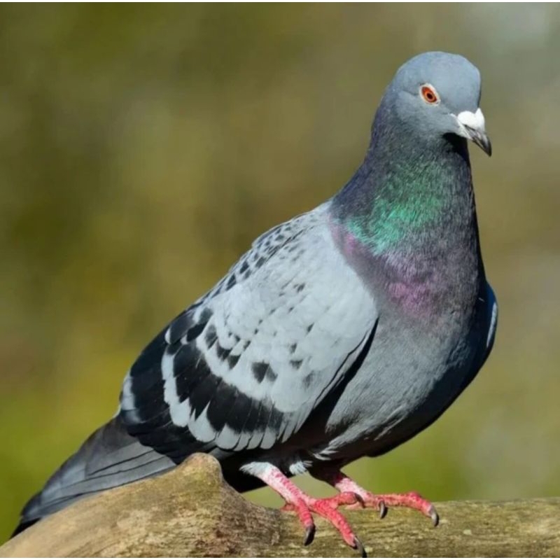 Jual Burung Merpati Pos - Merpati Hias Pos - Burung Dara Pos | Shopee ...