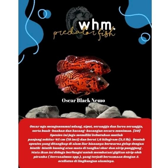 Jual Oscar black Nemo 10 cm 3 jari (Mainan Ikan) | Shopee Indonesia