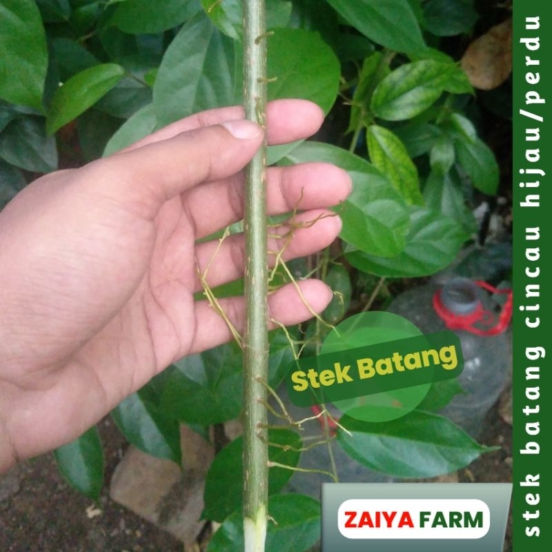 Jual STEK BATANG CINCAU HIJAU MUDAH HIDUP | Shopee Indonesia