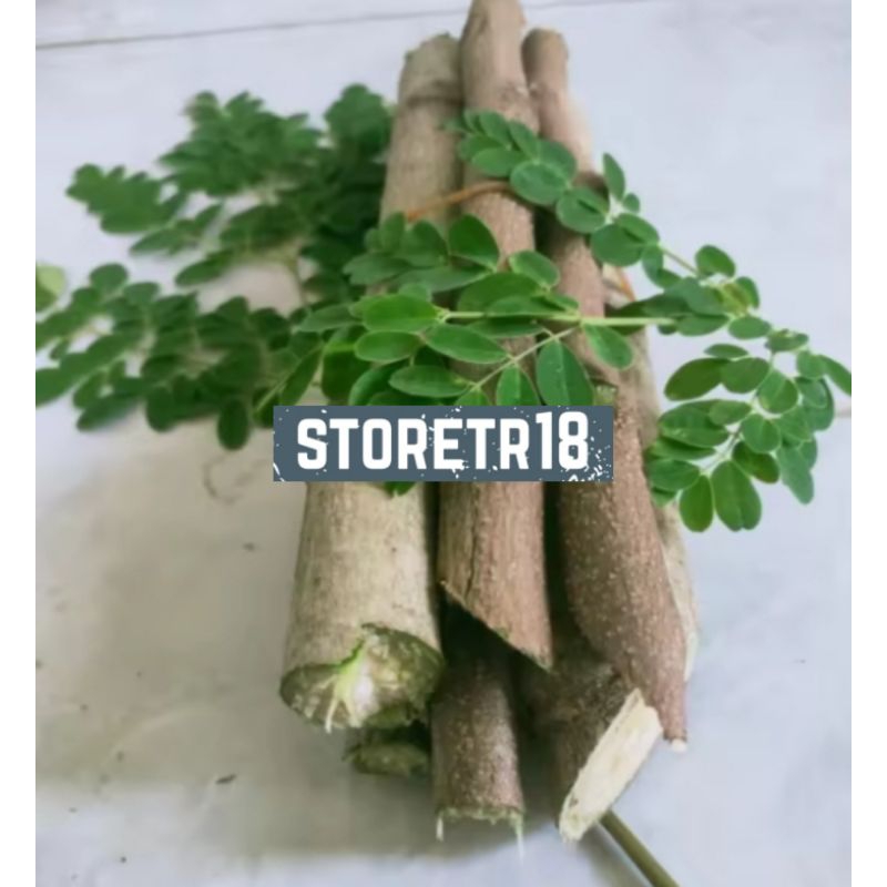 Jual Bibit Stek Pohon Kelor Unggul Siap Tanam Per 1 Kg | Shopee Indonesia
