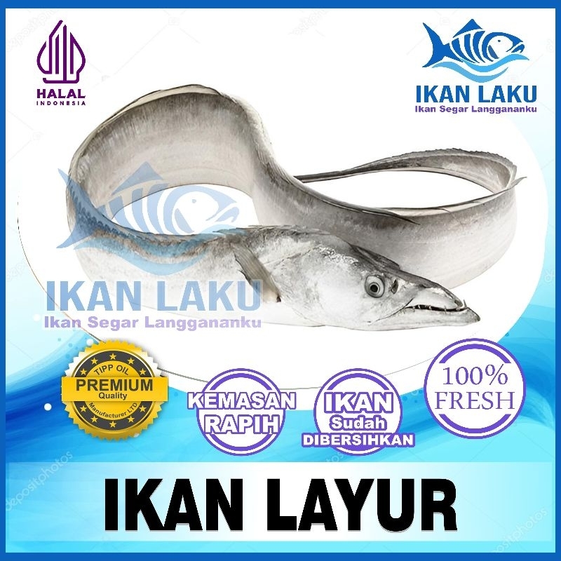 Jual IKAN LAYUR PREMIUM {CIKARANG-TAMBUN} FRESH TERMURAH BERGARANSI ...
