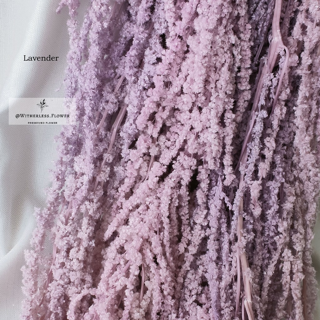 Jual 1 Bunch Preserved Amaranthus / Dried Flower Awetan / Bunga Kering ...
