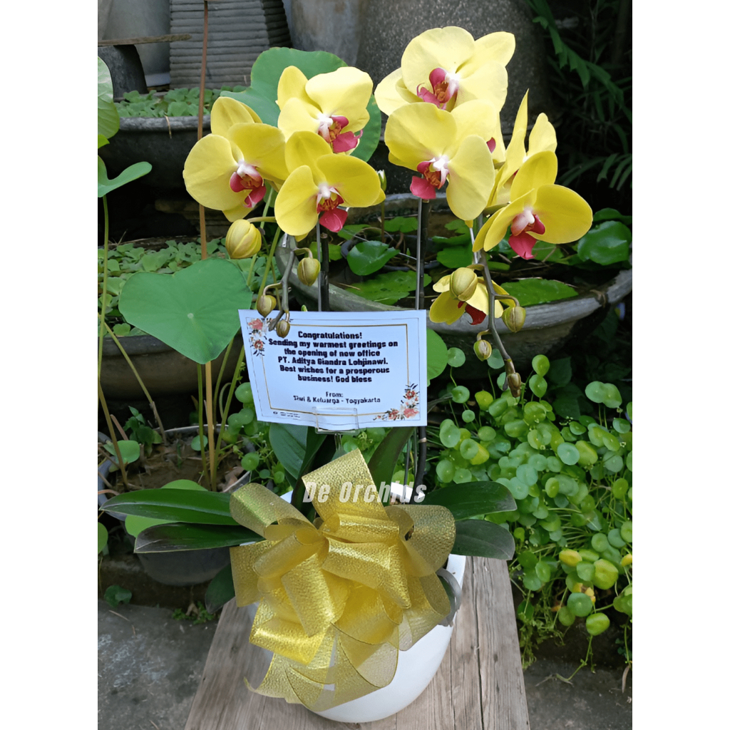 Jual Bunga Anggrek bulan Dewasa Warna Kuning rangkaian 2 pohon | Shopee ...
