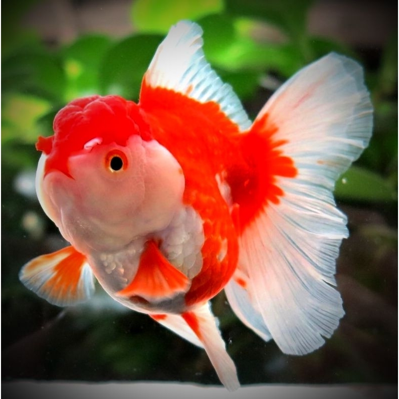 Jual Paket BABY ORANDA MERAH PUTIH RED CUP ISI 15 EKOR BONUS PAKAN DAN ...