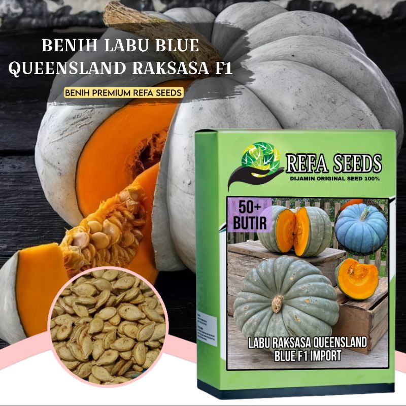 Jual Isi 50 Biji Benih Labu Raksasa Blue Original Kemasan Benih Labu