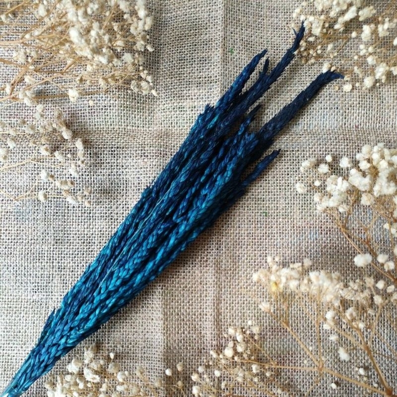 Jual bunga kering jagung 1 ikat isi 3-5 tangkai bunga buket bahan buket ...