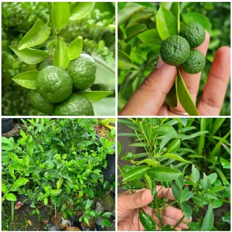 Jual bibit tanaman jeruk sambal atau jeruk limau | Shopee Indonesia