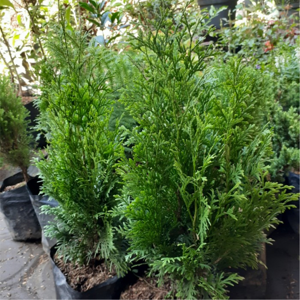 Jual JAVATREE - Tanaman Hias Cemara Rentes Wangi | Shopee Indonesia