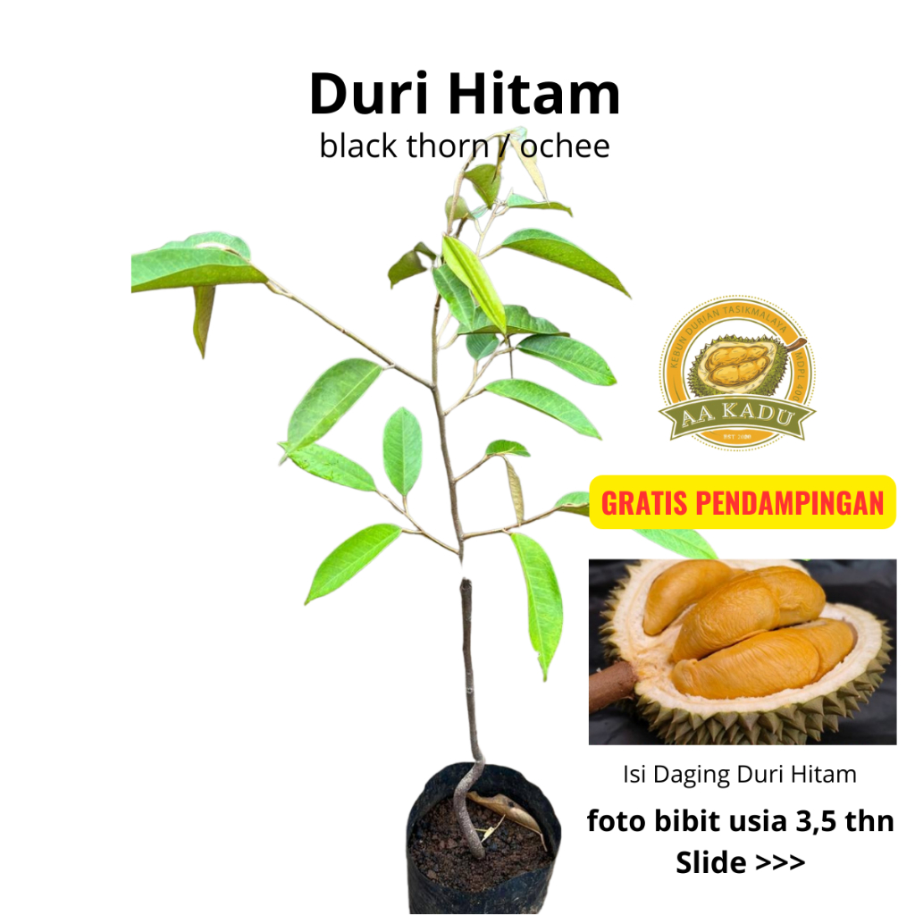 Jual Bibit Durian Duri Hitam Black Thorn Ochee Premium OkuLasi Tersertifikasi Daya Hidup Tinggi ...