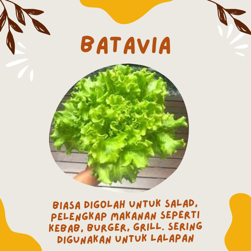 Jual SELADA KRITING BATAVIA (Hydroponic) | Shopee Indonesia