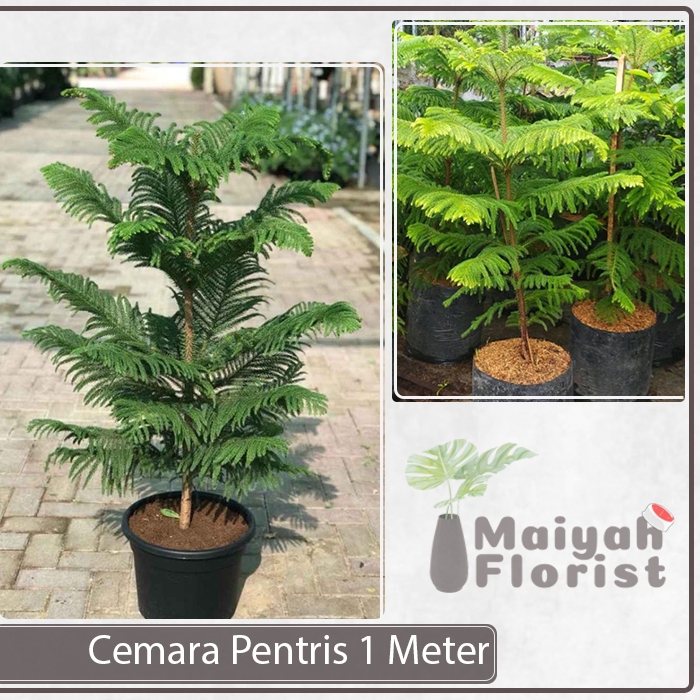 Jual Cemara Pentris 1 Meter - Cemara Norfolk - Tanaman Hias - Pohon ...