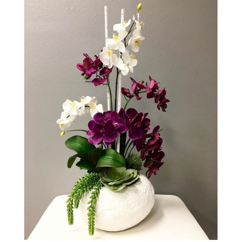 Jual Seedling Anggrek Dendrobium Red Dragon | Shopee Indonesia