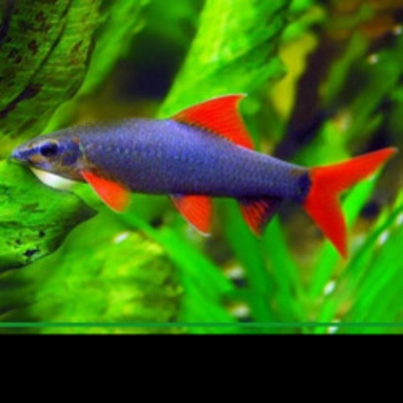 Jual PAKET IKAN (REDFIN HITAM) ISI 3 EKOR MURAH(BONUS PAKAN) | Shopee ...