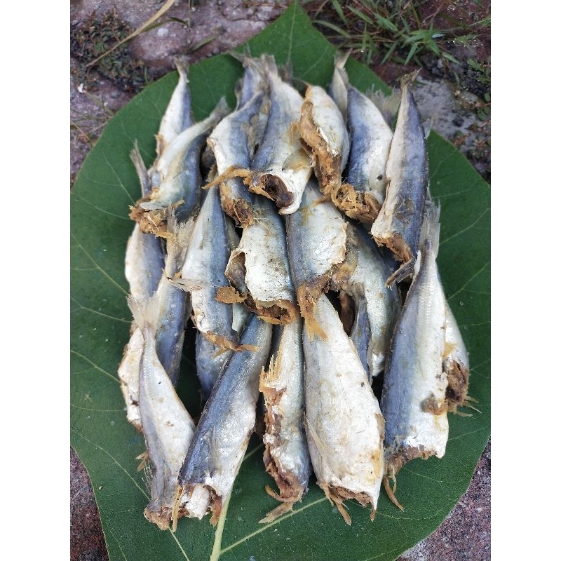 Jual ikan buntung Tampa kepala | Shopee Indonesia