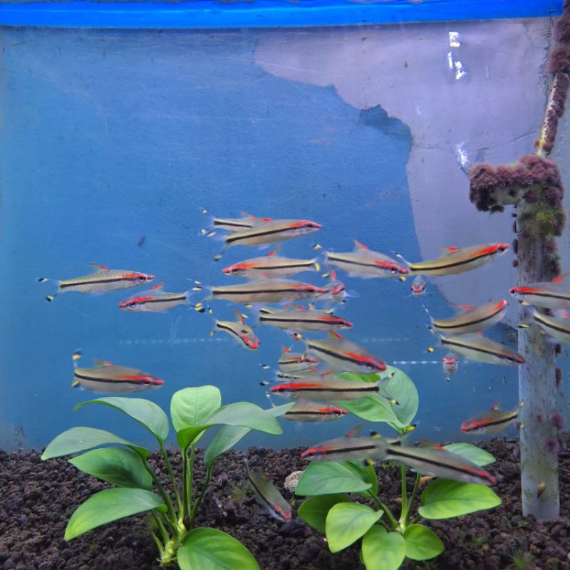 Jual ikan hias air tawar - PUNTIUS DENISONI | Shopee Indonesia
