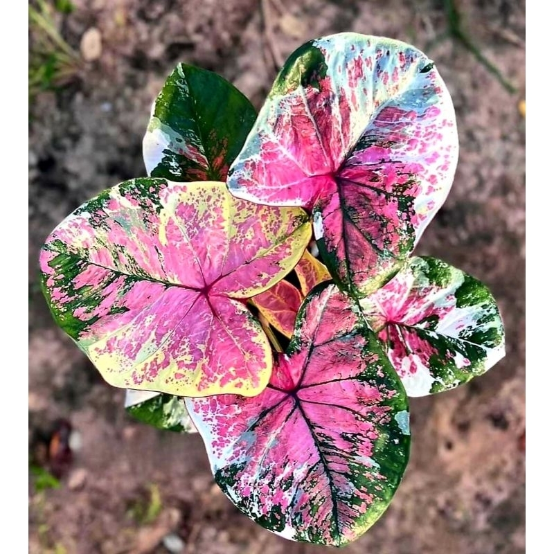 Jual ( BISA COD ) Caladium Bicalor Merah Mutasi Tanaman Hias Caladium ...