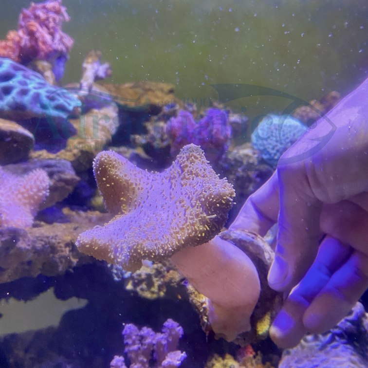 Jual (INSTANT BANDUNG) PAYUNGAN HIASAN TERUMBU KARANG CORAL TANAMAN AIR ...