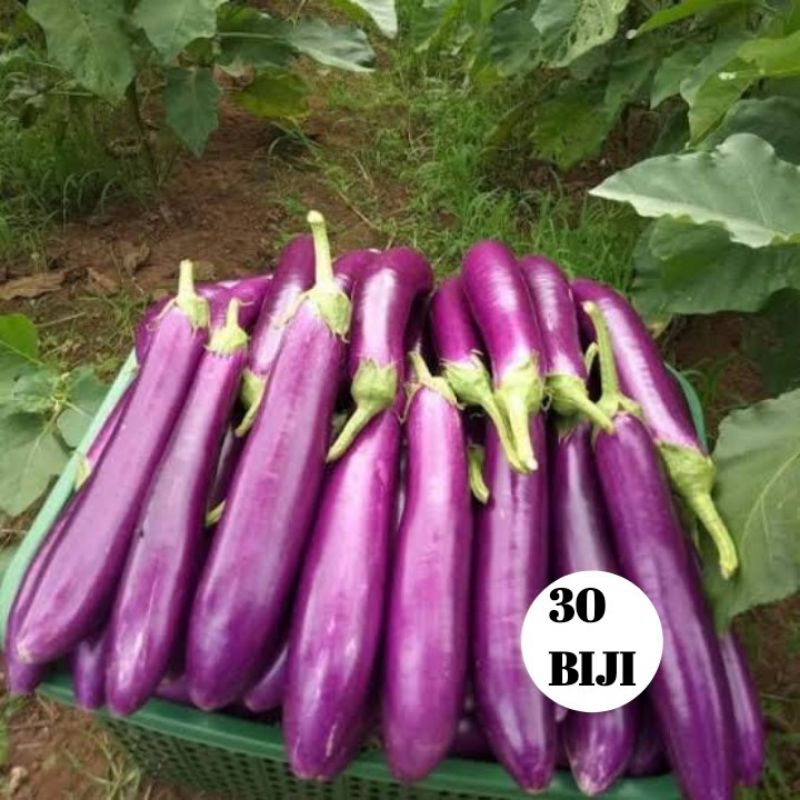 Jual 30 Biji Terong Ungu Laguna F1 | Benih Terong Ungu Panjang | Bibit ... Jual 30 Biji Terong Ungu Laguna F1 | Benih Terong Ungu Panjang | Bibit ...