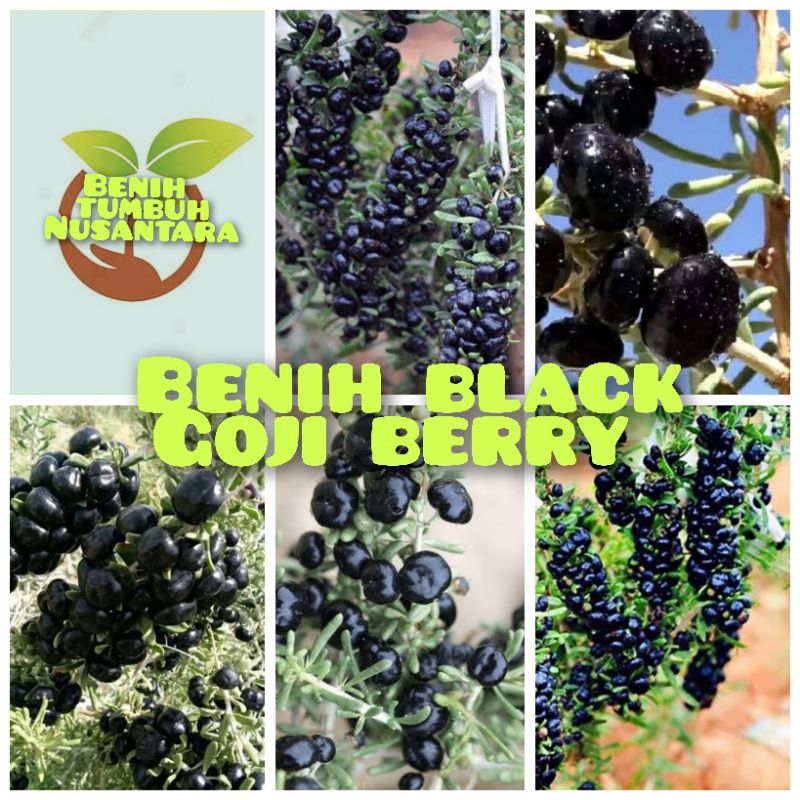 Jual 50 butir biji benih black goji berry | Shopee Indonesia