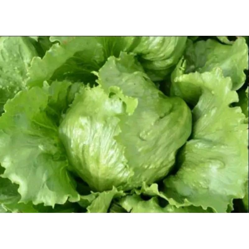 Jual Benih selada ice Berg kemasan repack cocok tanaman di pekarangan ...