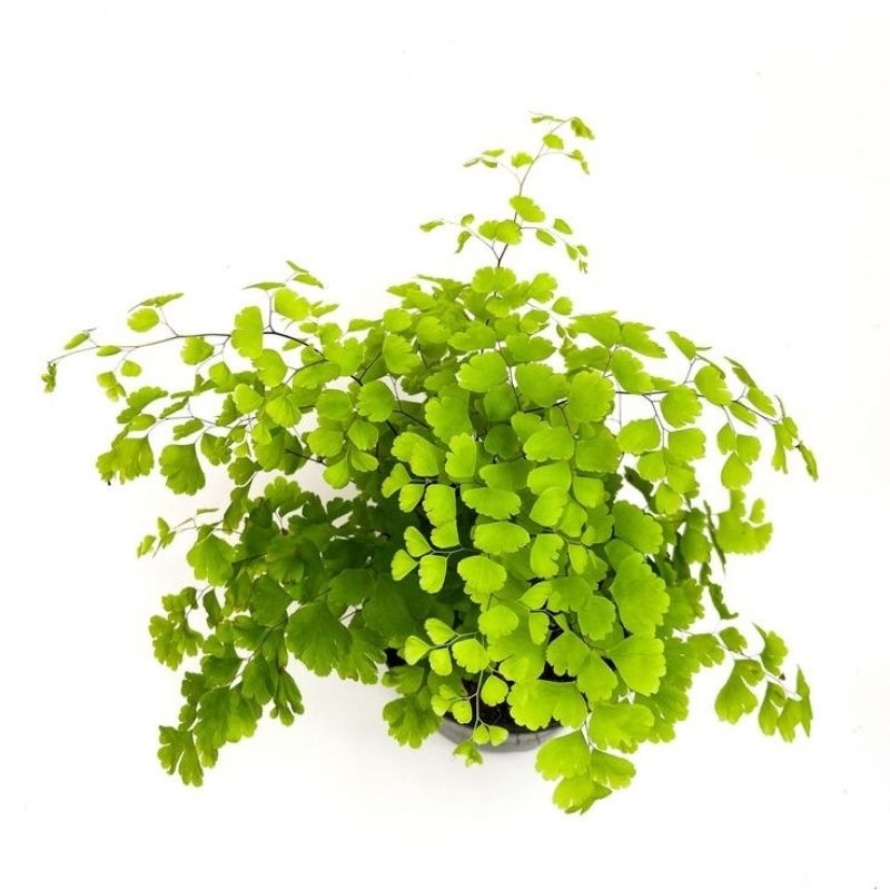 Jual Tanaman hias suplir | indoor plant (Tanaman Hidup-Bunga Hidup ...