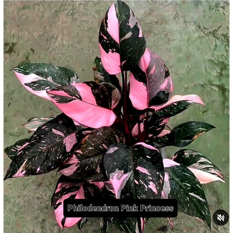 Jual Tanaman Hias Philodendron Pink Princess Bunga Hias Philodendron ...
