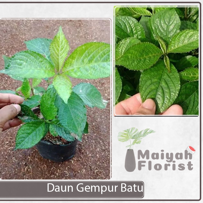 Jual Tanaman Herbal Gempur Batu - Ruellia napifera - Keji Beling ...