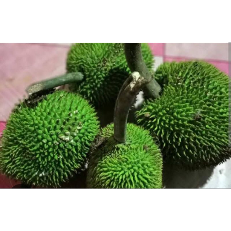 Jual Buah kluwih/timbul sayuran press kya manfaat (ada pesanan langsung ...