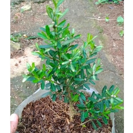 Jual Tanaman hias boxwood | Shopee Indonesia