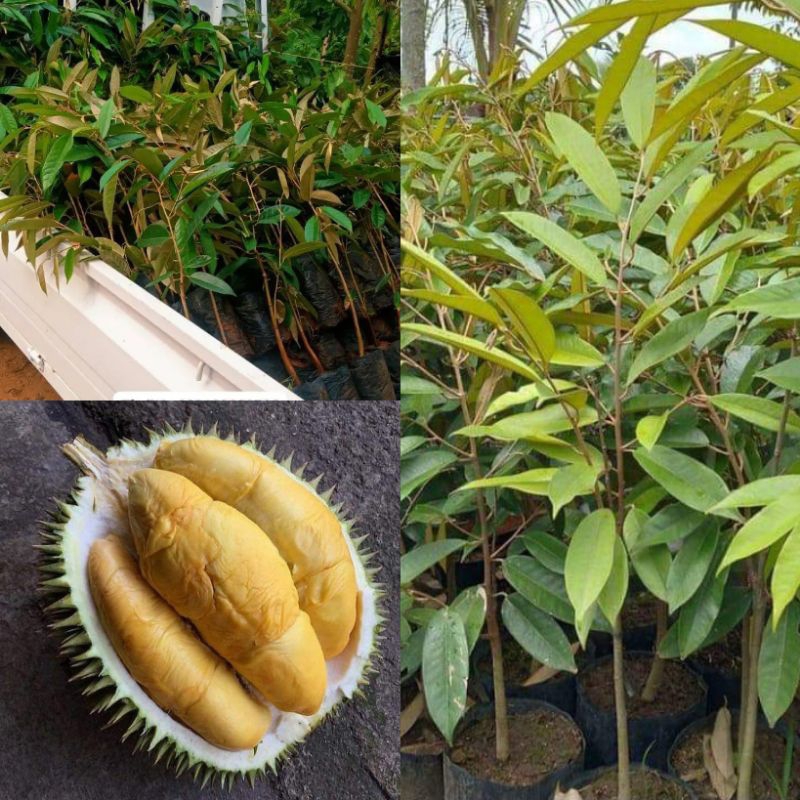 Jual Paket 3 bibit durian harga 100ribuan Varietas unggul hasil okulasi ...