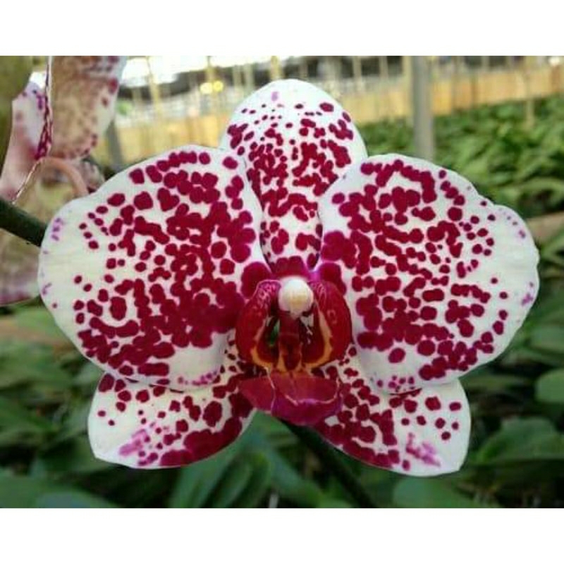 Jual ANGGREK PRA DEWASA BULAN (warna Leopard merah) | Shopee Indonesia