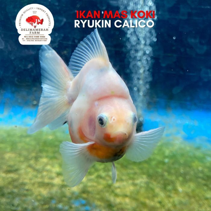 Jual IKAN MAS KOKI RYUKIN CALICO CM PREMIUM QUALITY LANGKA | Shopee ...