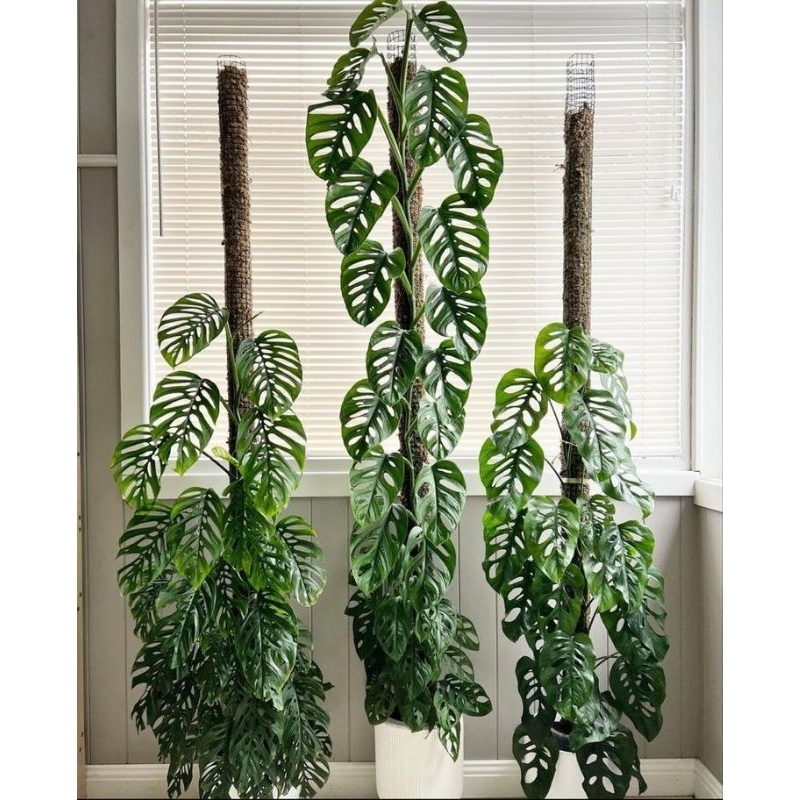 Jual Tanaman hias philodendron monstera Adansonii-janda bolong- pilo ...