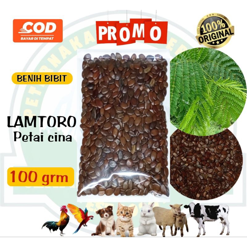 Jual Benih lamtoro bibit lamtoro atau petai cina 100 grm pakan ternak ...