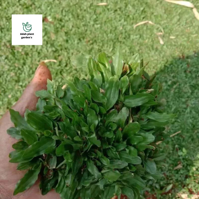 Jual (BISA COD) RUMPUT GAJAH MINI - PER SOBEK - SIAP TANAM | Shopee ...