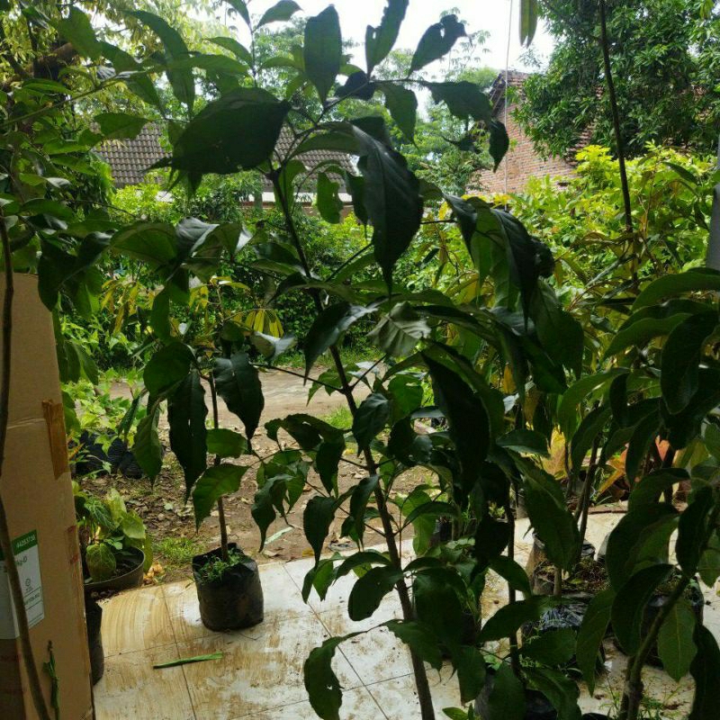 Jual bibit bunga tabebuya cabebuya boya 1 meter full media | Shopee ...