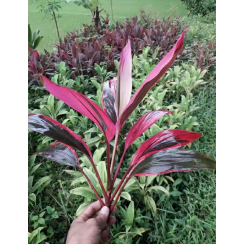 Jual tanaman hias hanjuang merah (10 batang) | Shopee Indonesia