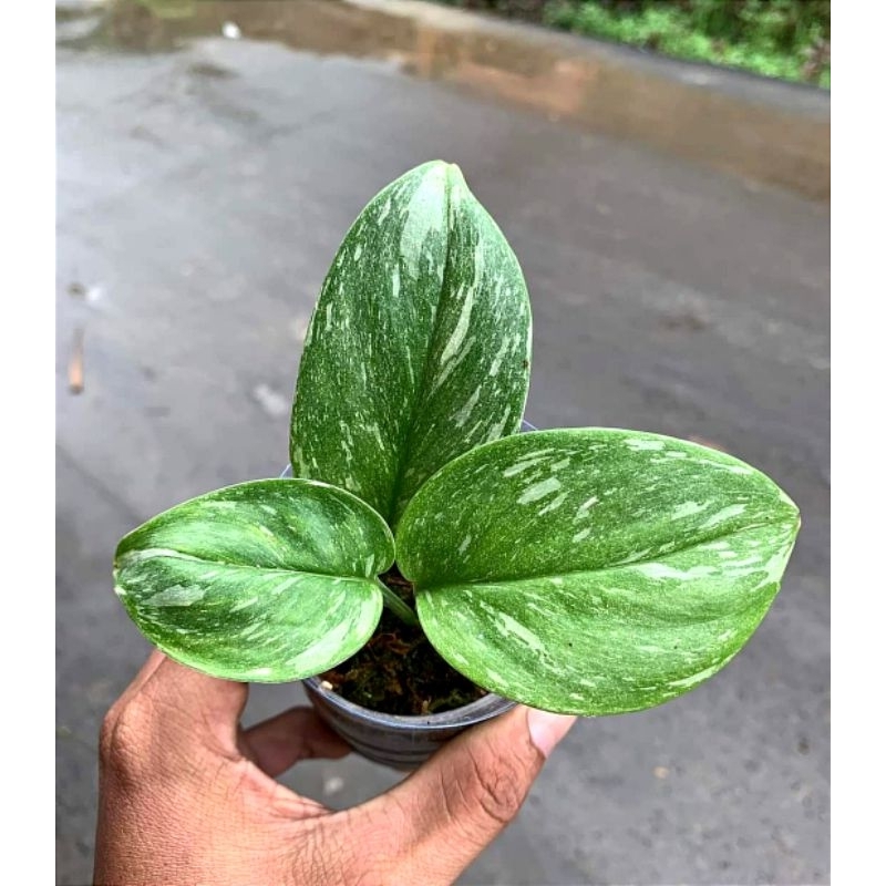 Jual Scindapsus truby Varigata Mint | Shopee Indonesia