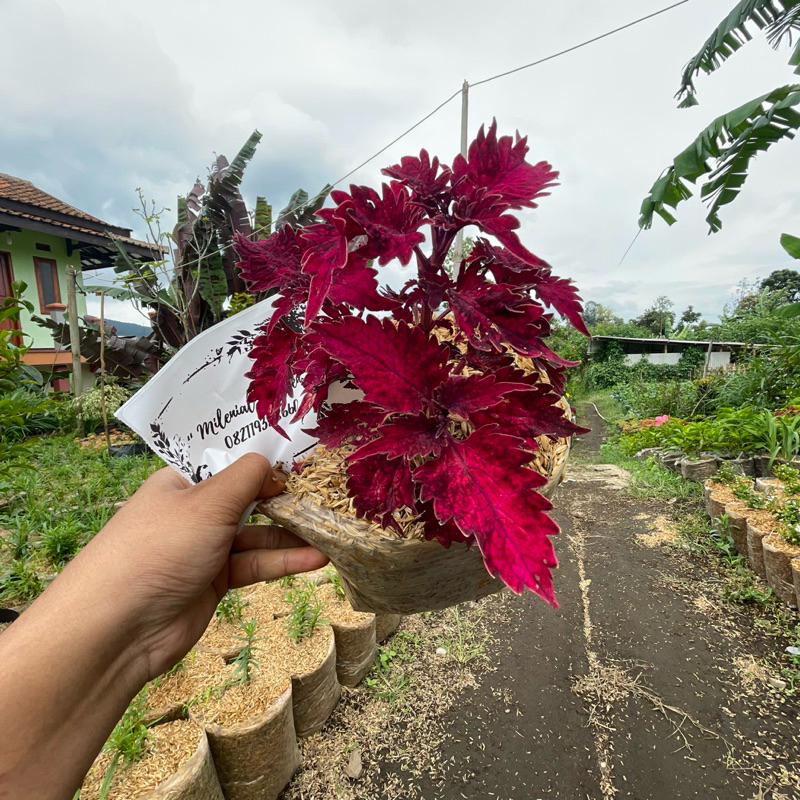 Jual miana api merah tanaman hias outdoor milenial garden | Shopee ...