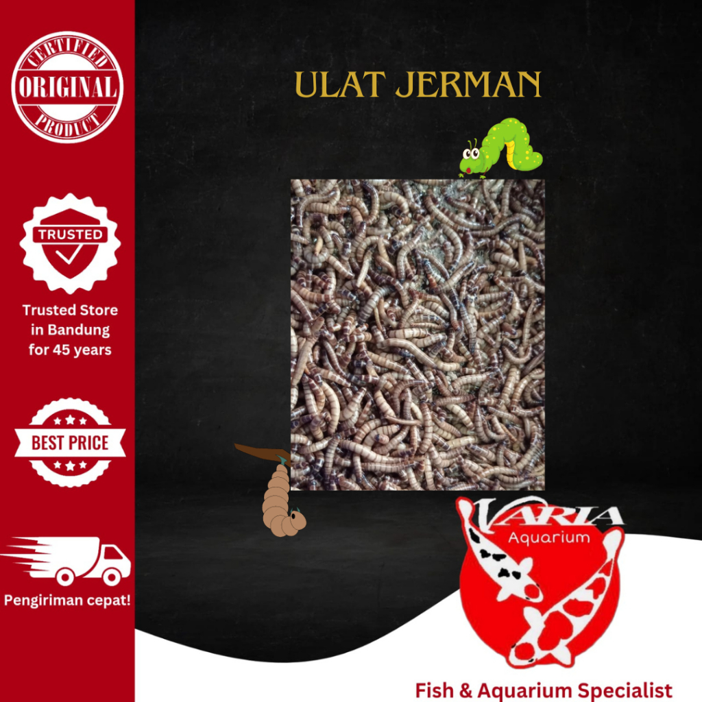 Jual Ulat Jerman Hidup 100g Ulat Pakan Makanan Ikan Hias Ulat German ...
