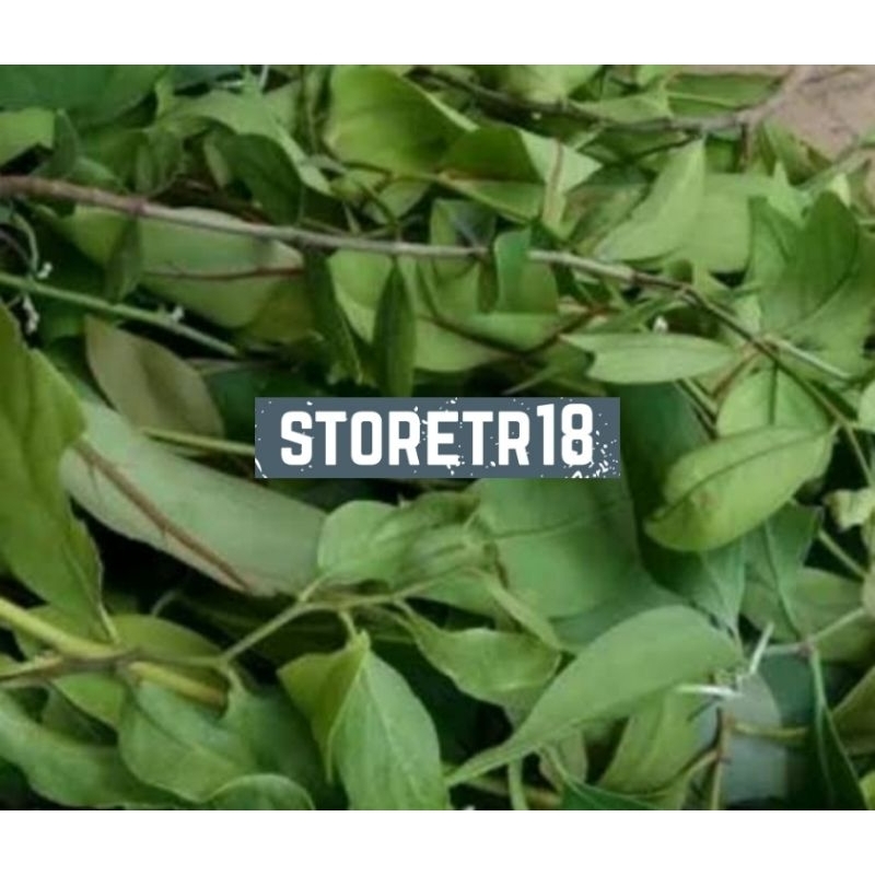 Jual Daun Benalu Pohon Mindi Segar Per 250 Gram | Shopee Indonesia