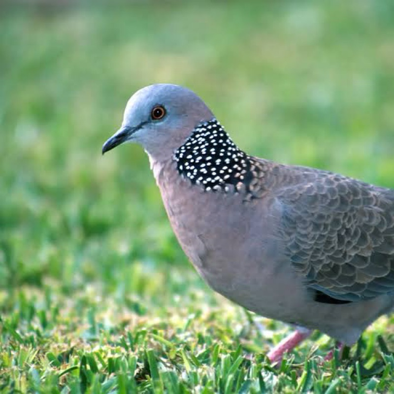 Jual BURUNG TEKUKUR | Shopee Indonesia