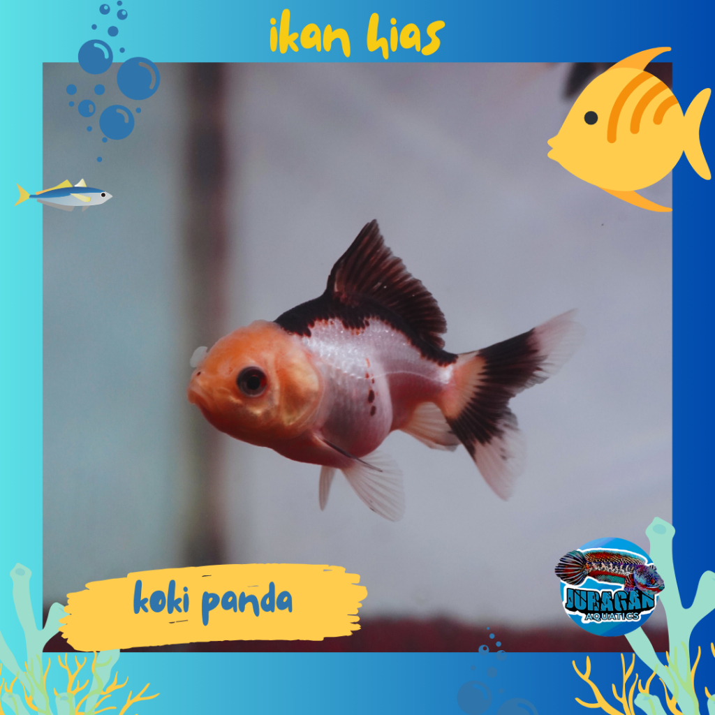 Jual Ikan Hias Aquarium Koki Panda Oranda - Ikan Koki Panda - Ikan Hias ...
